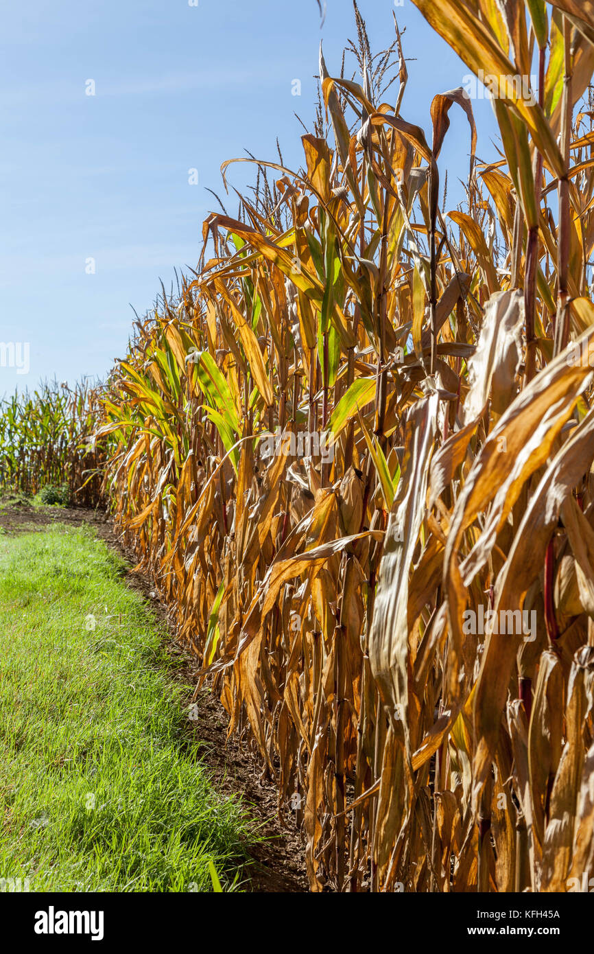 corn crop ready for harvest Stock Photo - Alamy