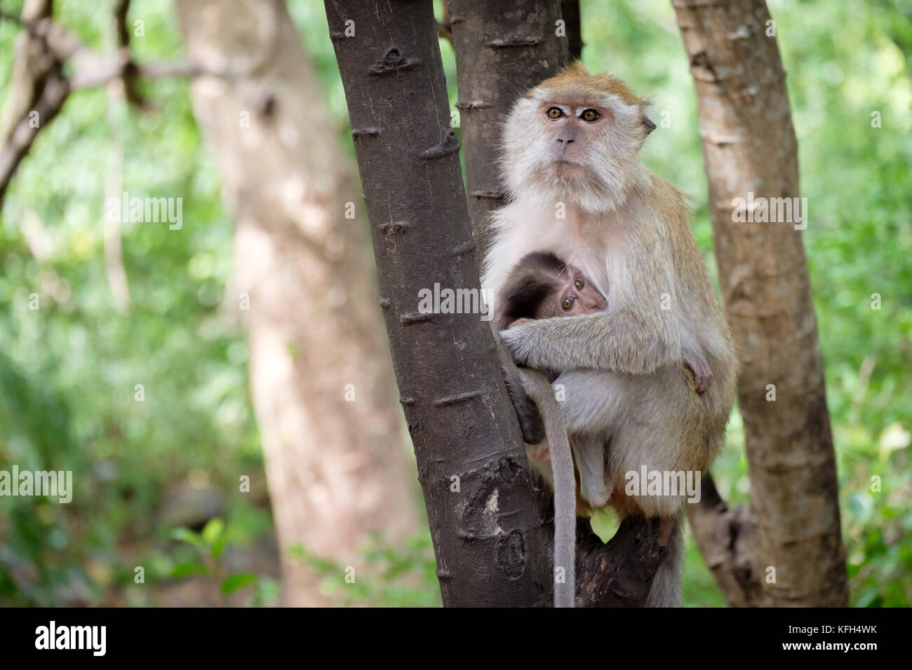 Monkey sitting on a tree happily in the tropical jungle of Thailand ...