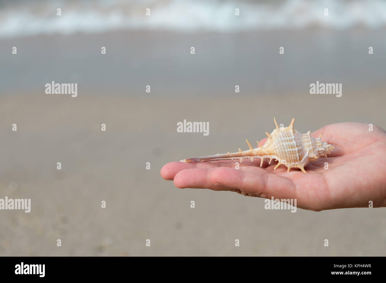 Conch shell hands hi-res stock photography and images - Alamy