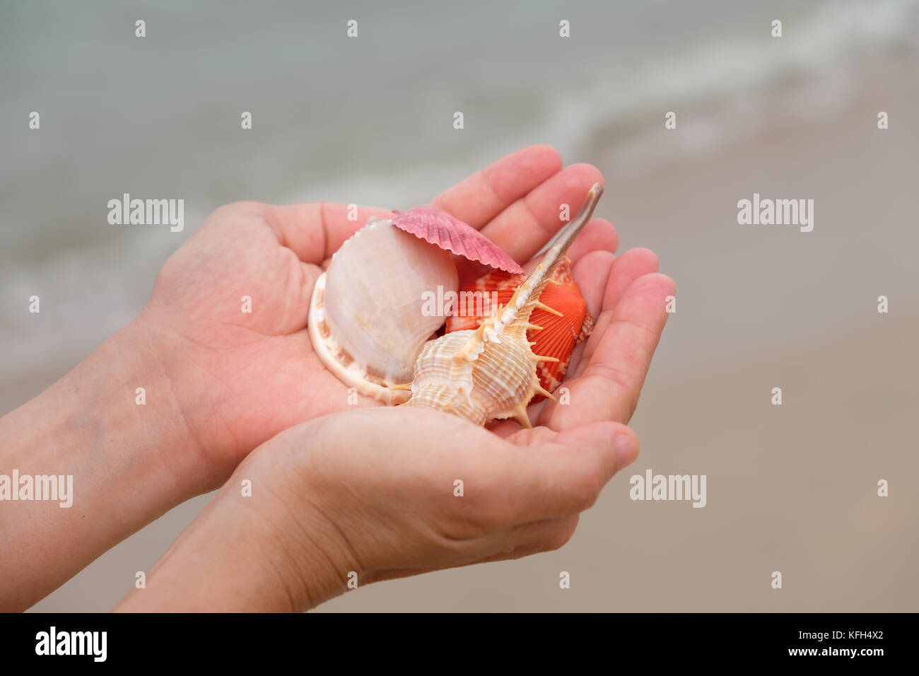 Many shells on woman's hands by the sea Stock Photo - Alamy