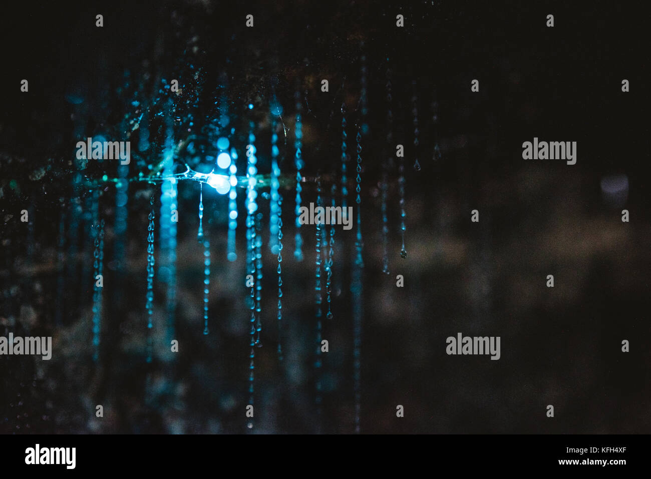 The blue glow of a glow worm surrounded by water droplets hanging from ...