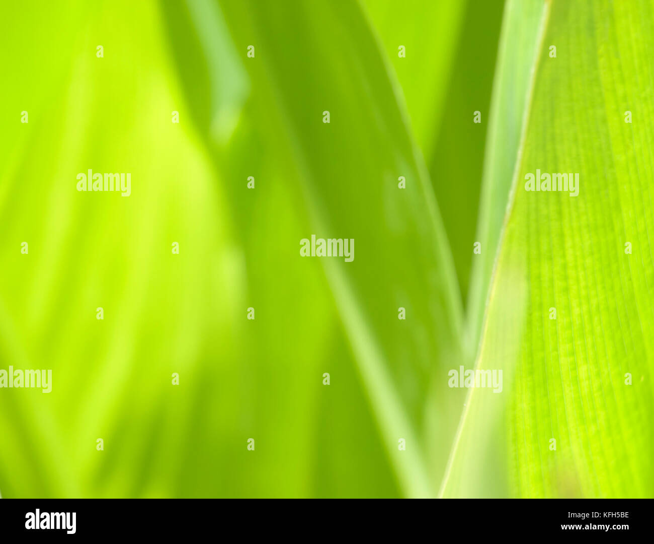 Abstract image showing leaf detail ideal for backdrop or background ...