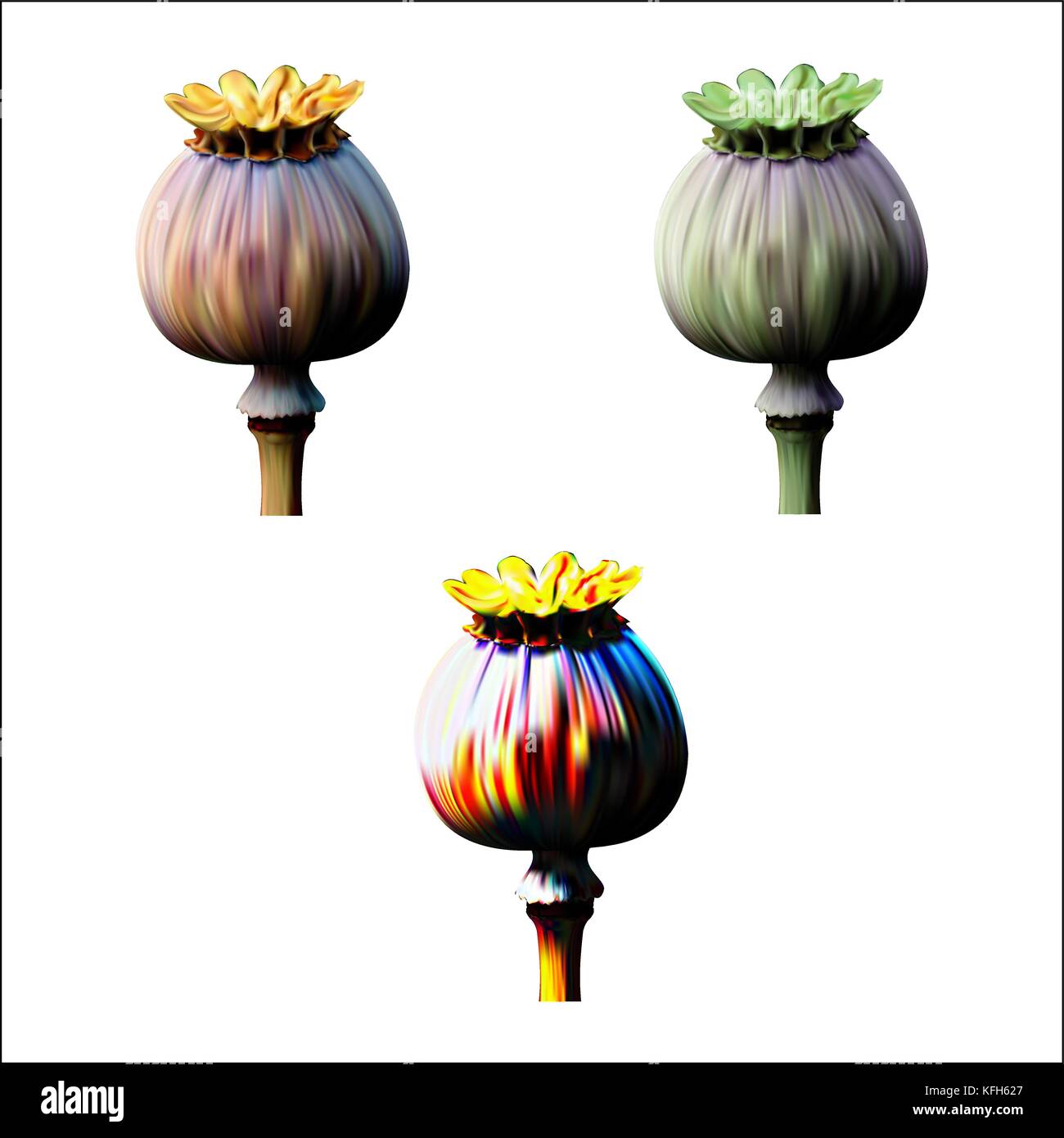 Set of Poppy green and red capsule on white background Stock Vector ...