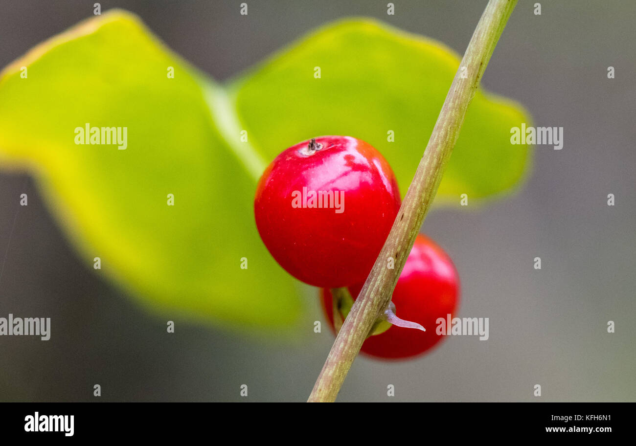 Poisonous fruit hi-res stock photography and images - Alamy