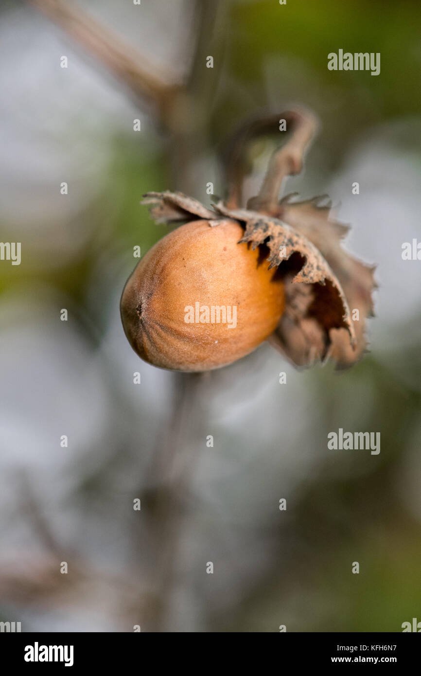 Ripe Hazel nut Stock Photo - Alamy