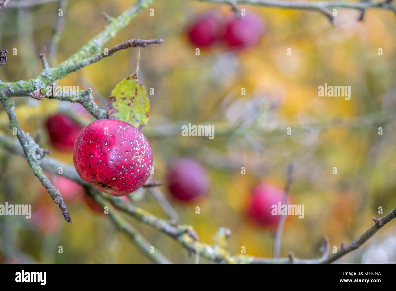 Crab apple tree winter uk hi-res stock photography and images - Alamy