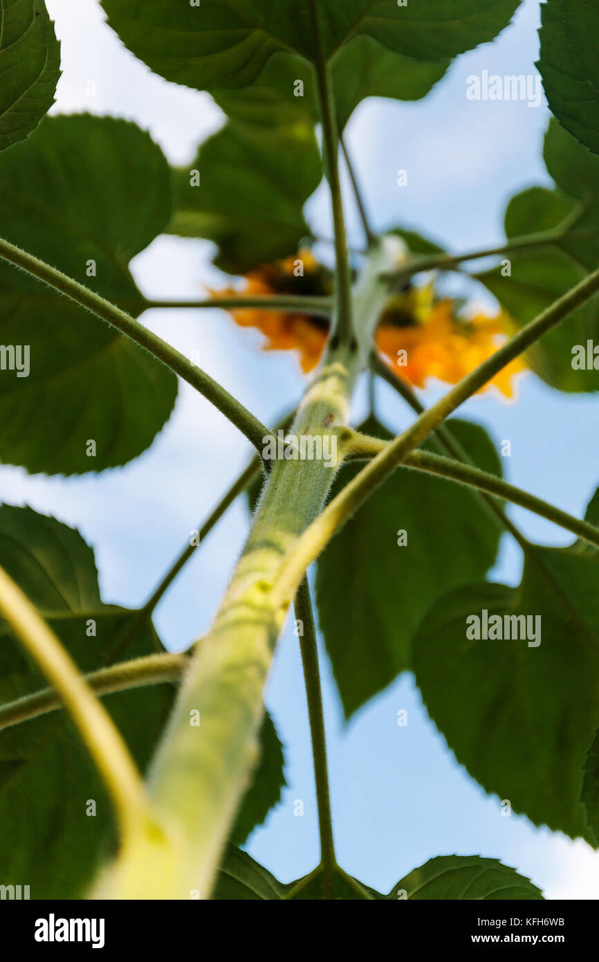 flower of sunflower, view from below upwards, against background of ...