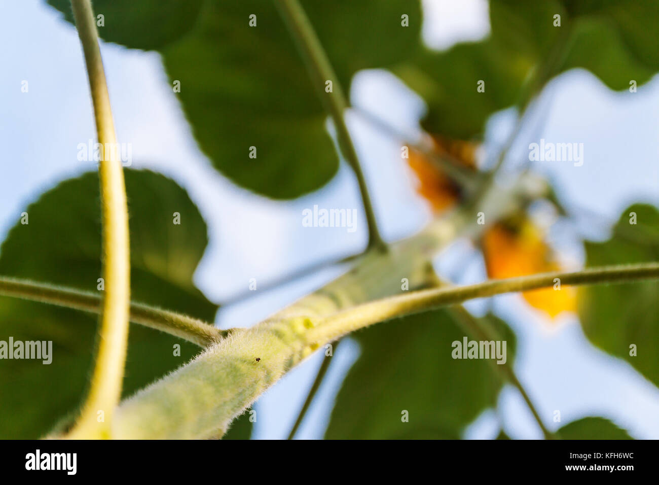 flower of sunflower, view from below upwards, against background of ...
