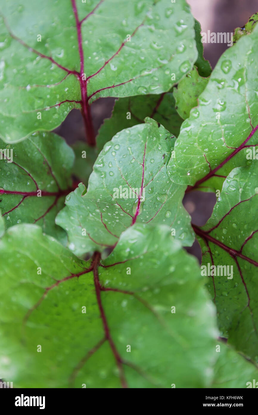 beet leaves. closeup of a backlit mangold leaf. fresh vegetables ...