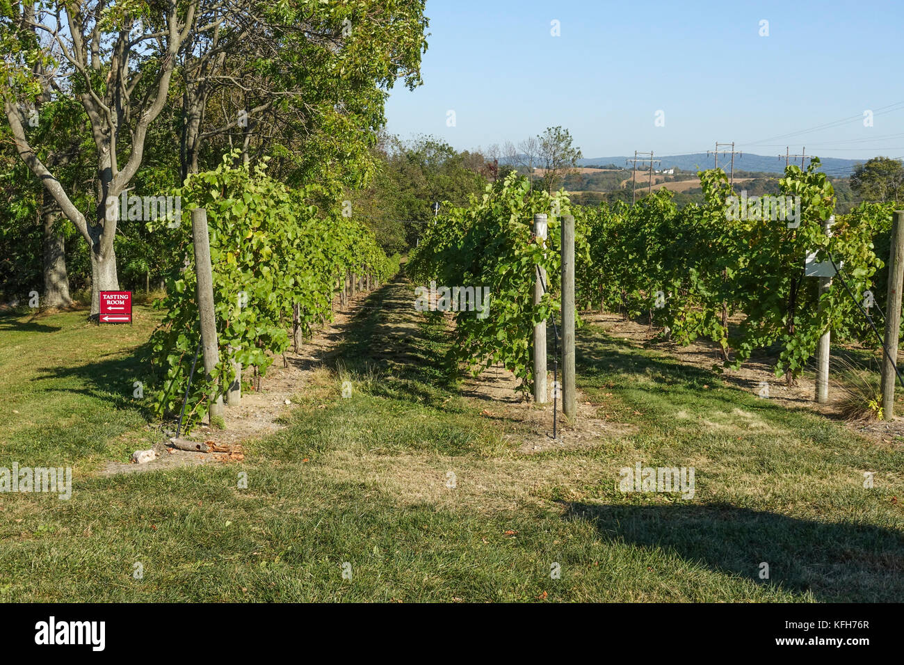 Franklin Hill Vineyards, Chambourcin grapes, Near Easton, Pennsylvania ...