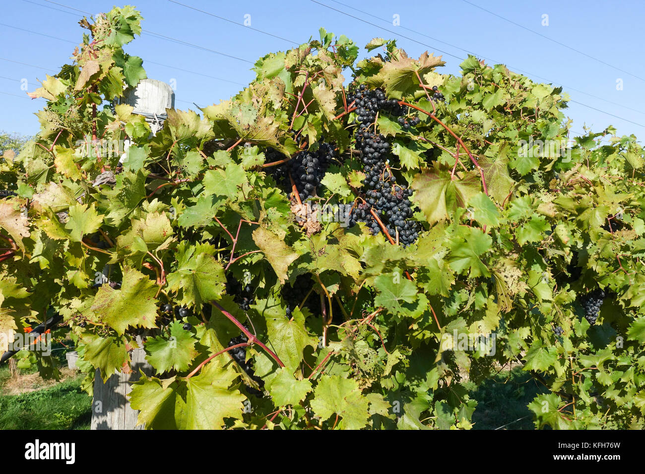 Chambourcin grapes hi-res stock photography and images - Alamy