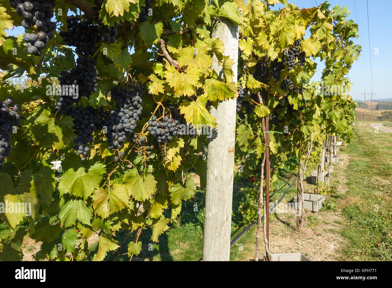 Franklin Hill Vineyards, Chambourcin grapes, Near Easton, Pennsylvania ...