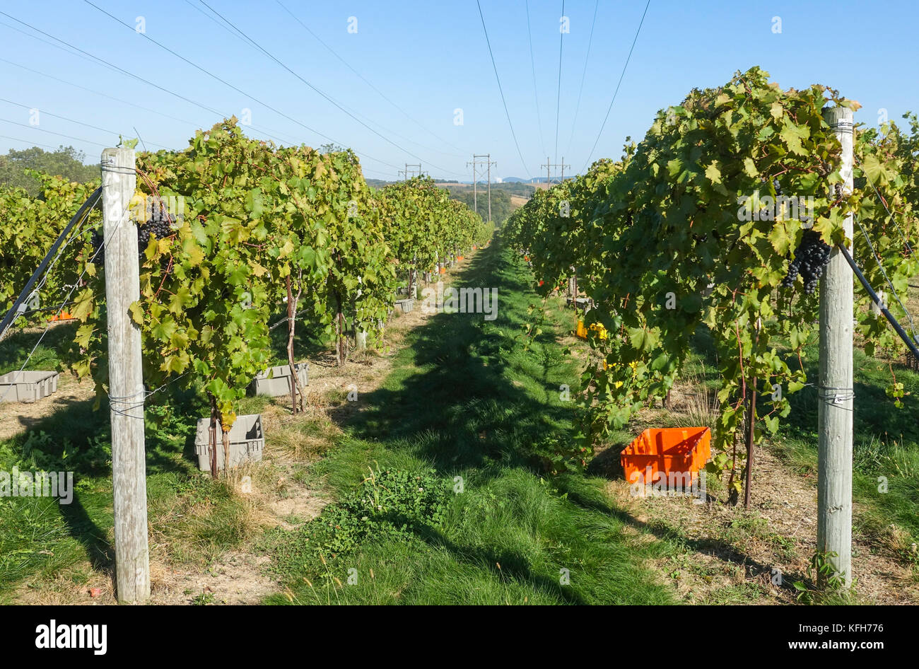 Franklin Hill Vineyards, Chambourcin grapes, Near Easton, Pennsylvania ...