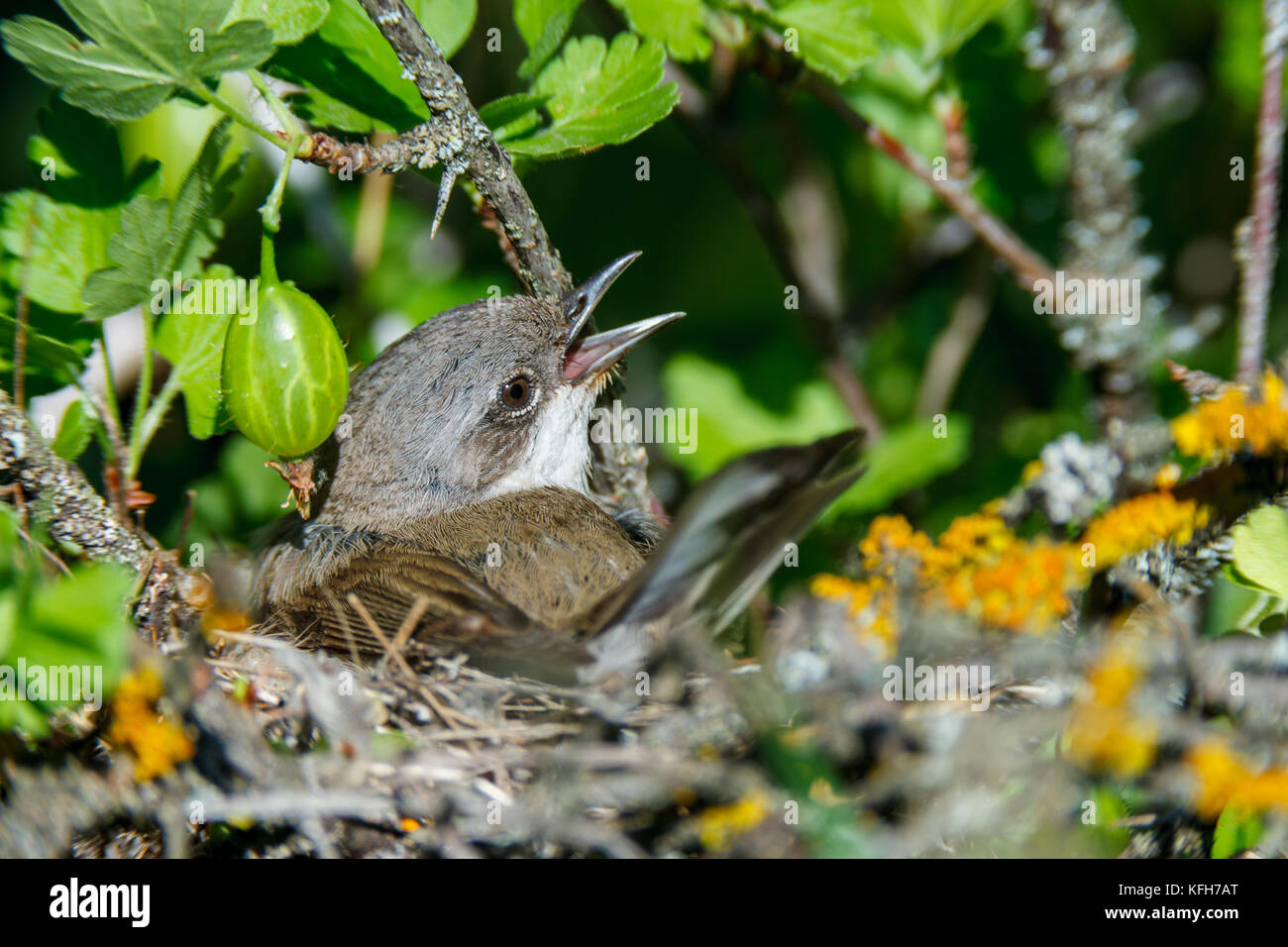 Sylvia curruca. The nest of the Lesser Whitethroat in nature Stock ...