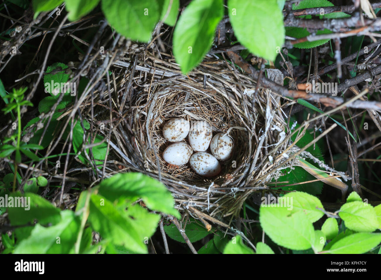 Sylvia curruca. The nest of the Lesser Whitethroat in nature. Russia ...
