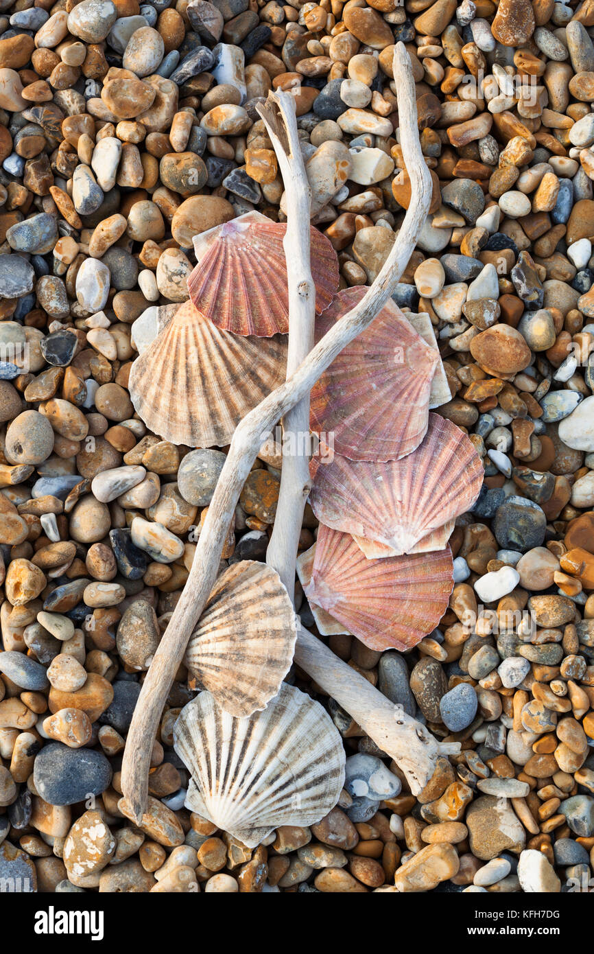 Scallop shells and driftwood on shingle beach Stock Photo - Alamy