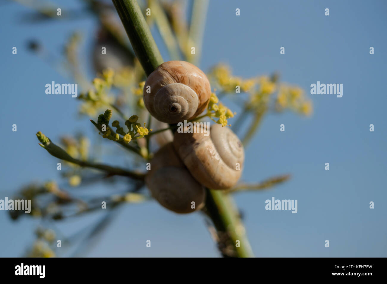 Shell snail branch hi-res stock photography and images - Alamy