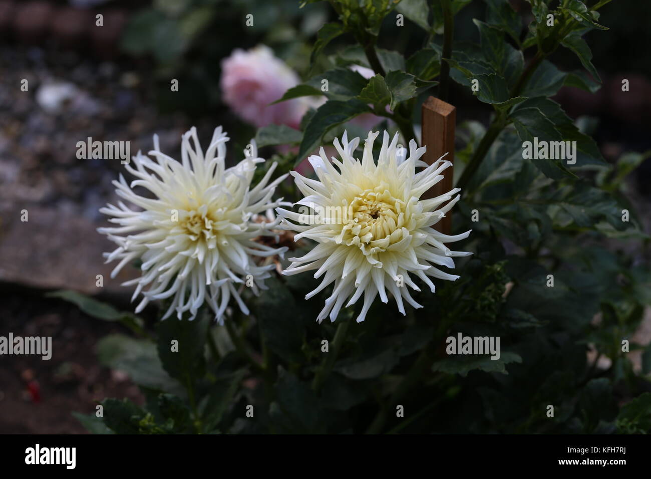 Garden / Dahlia - a very beautiful autumn colors Stock Photo - Alamy