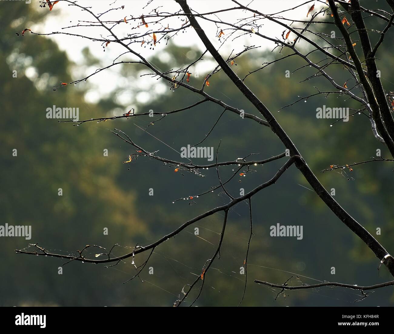 dew on tree twigs Stock Photo - Alamy