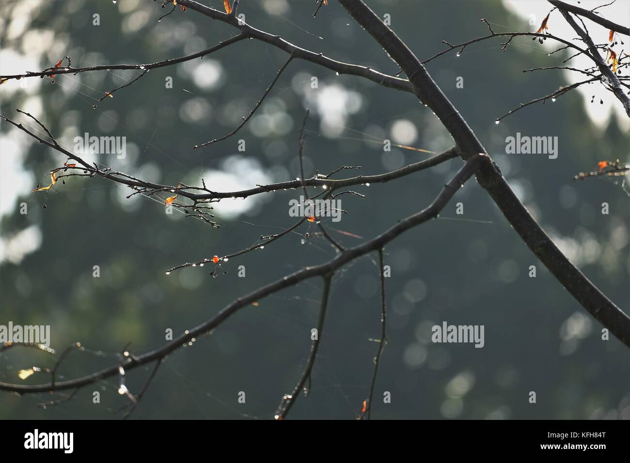 dew on tree twigs Stock Photo - Alamy