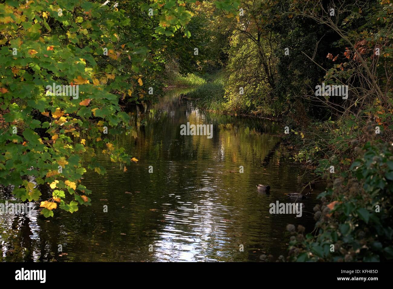 river through wood Stock Photo - Alamy