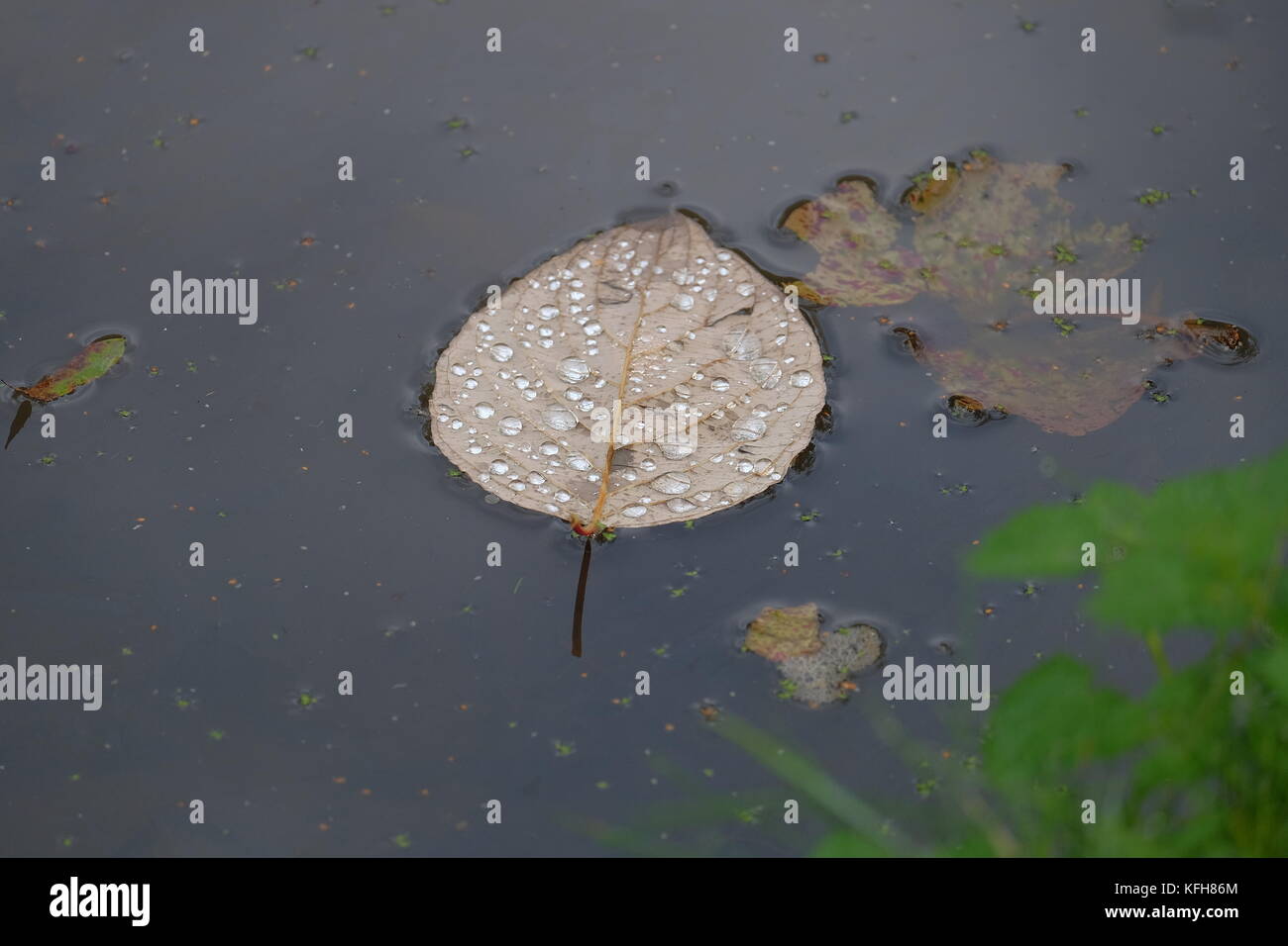 leaf floating on pond Stock Photo - Alamy