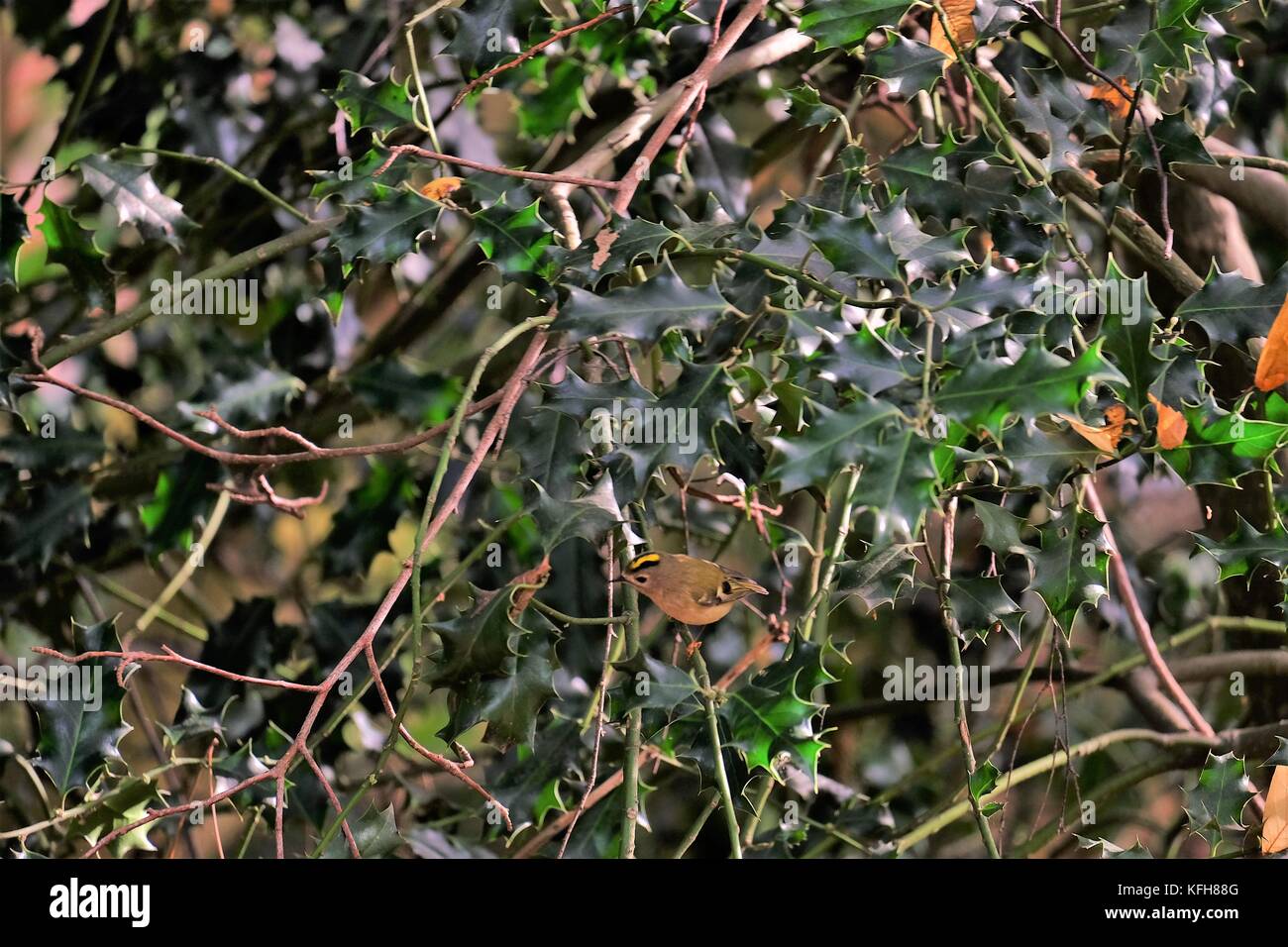 goldcrest woodland bird Stock Photo - Alamy