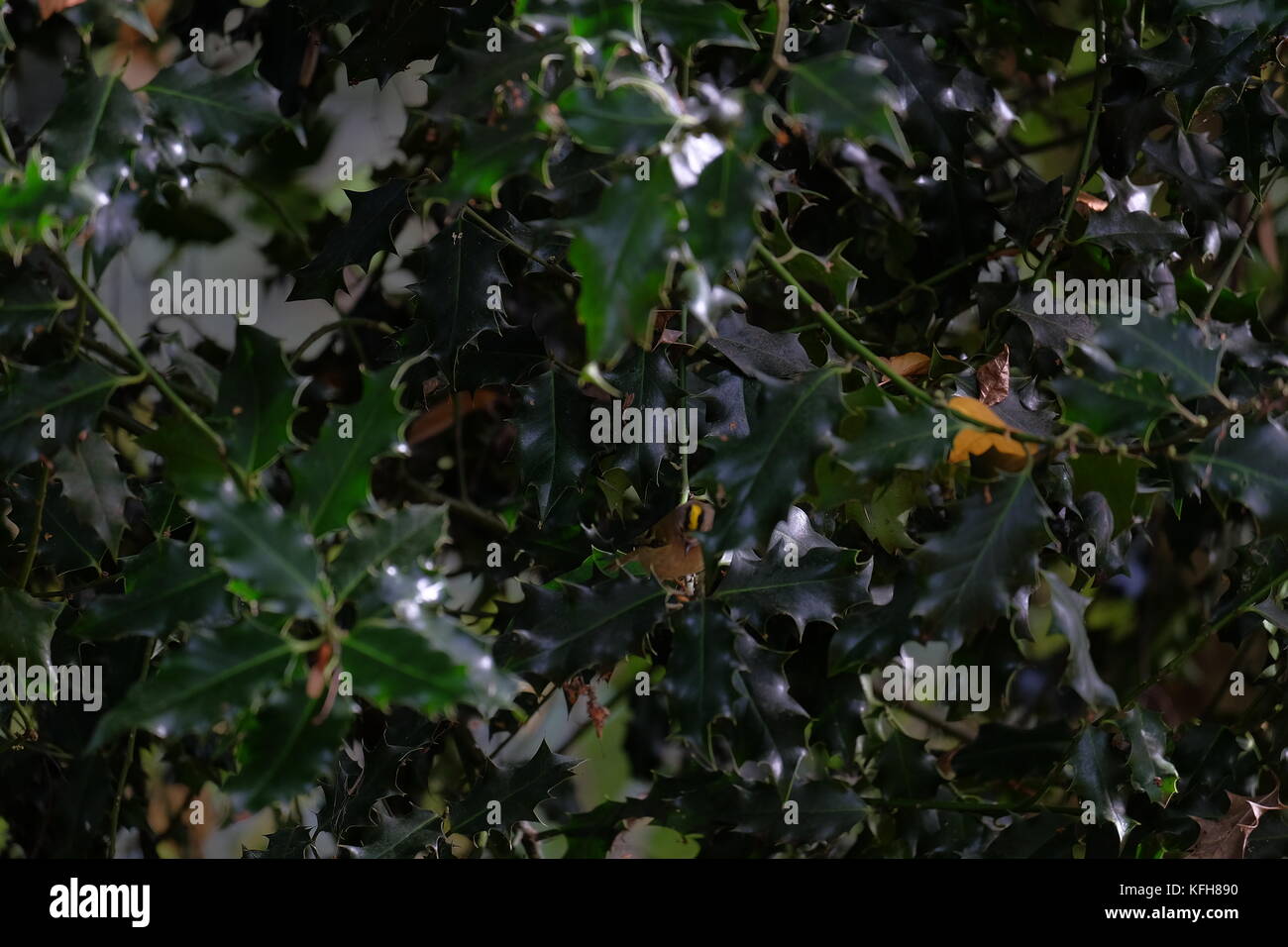 goldcrest woodland bird Stock Photo - Alamy