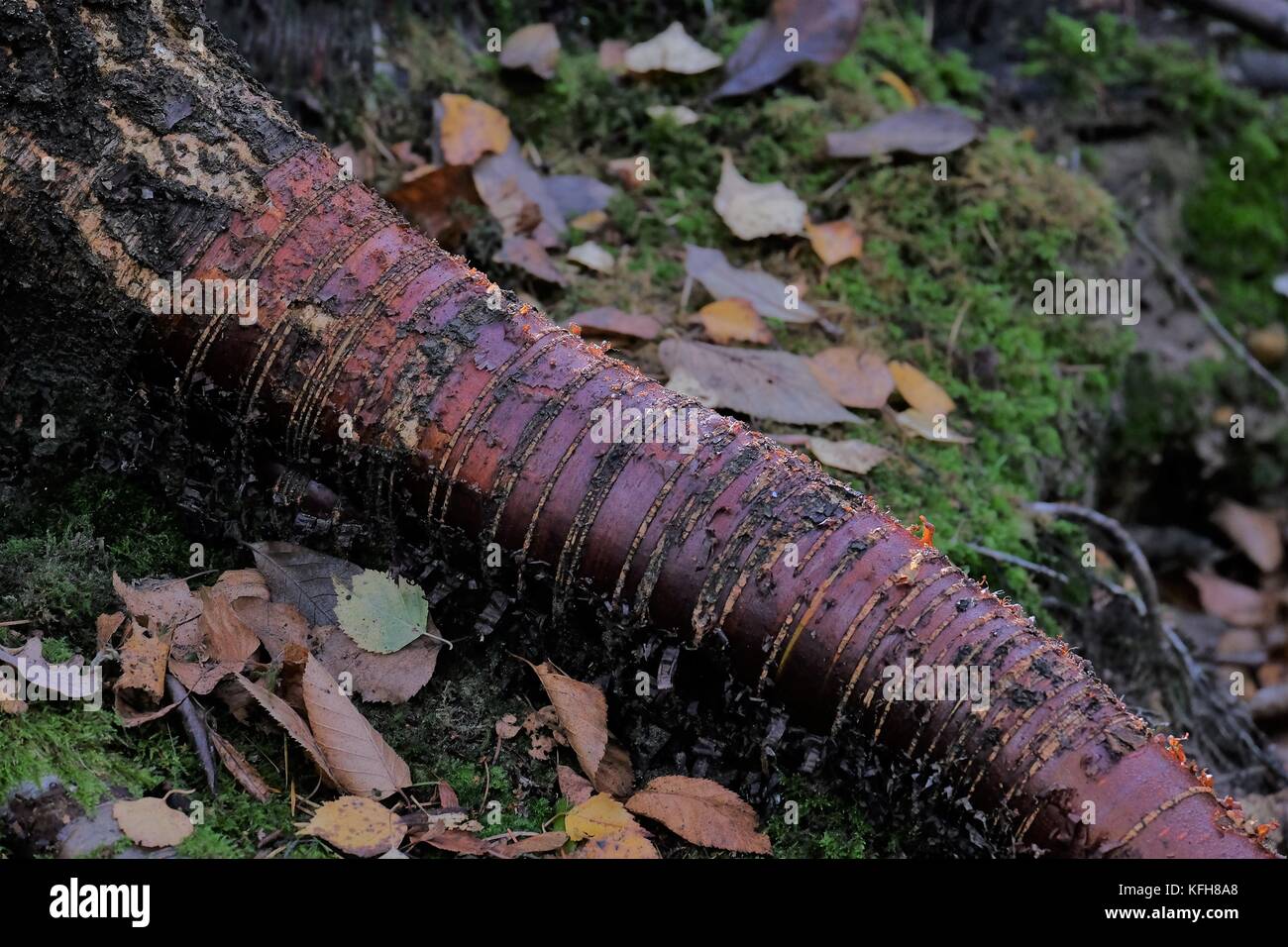 tree log damp autumn Stock Photo - Alamy