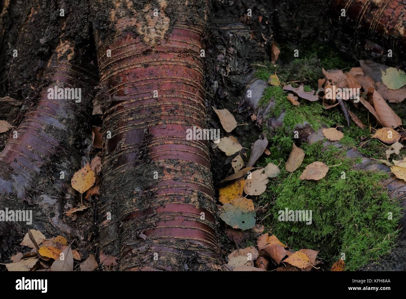 tree log damp autumn Stock Photo - Alamy