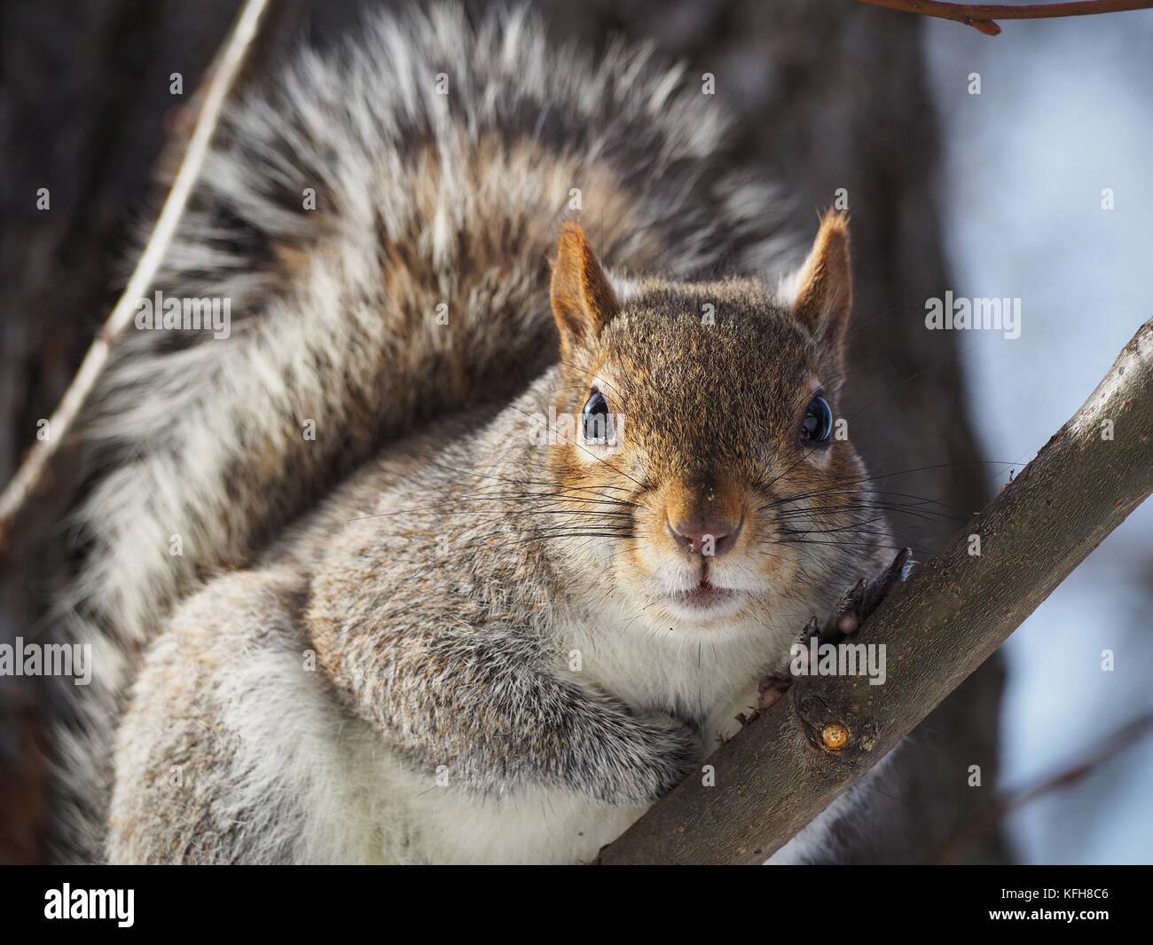 Eastern grey squirrel sitting on a tree, looking into the camera Stock ...