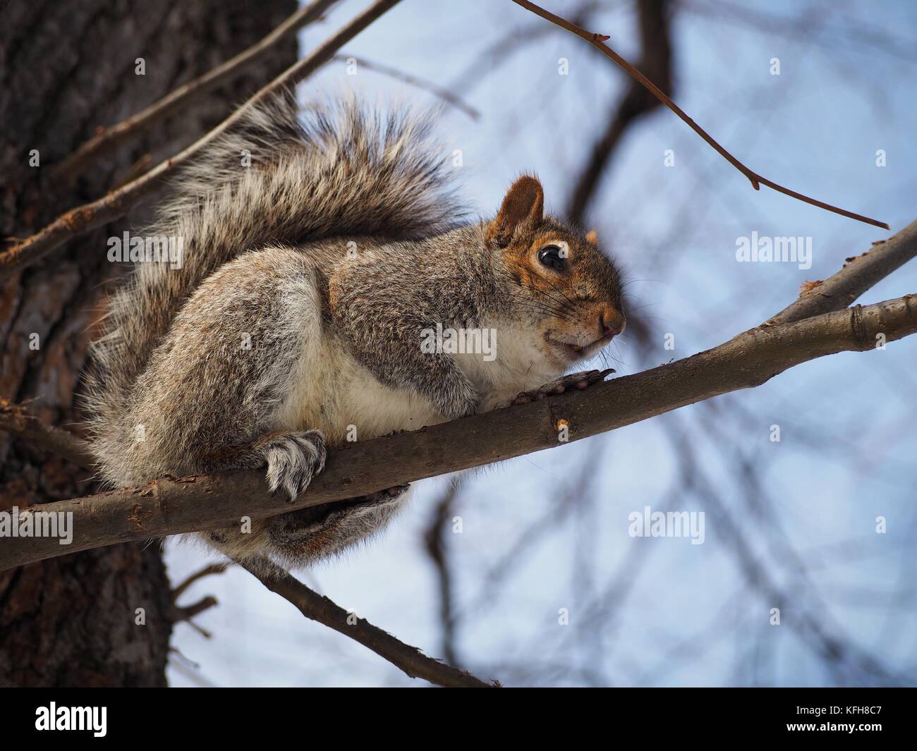 Squirrel sitting on a tree hi-res stock photography and images - Alamy