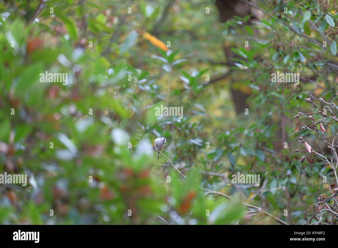 goldcrest woodland bird Stock Photo - Alamy