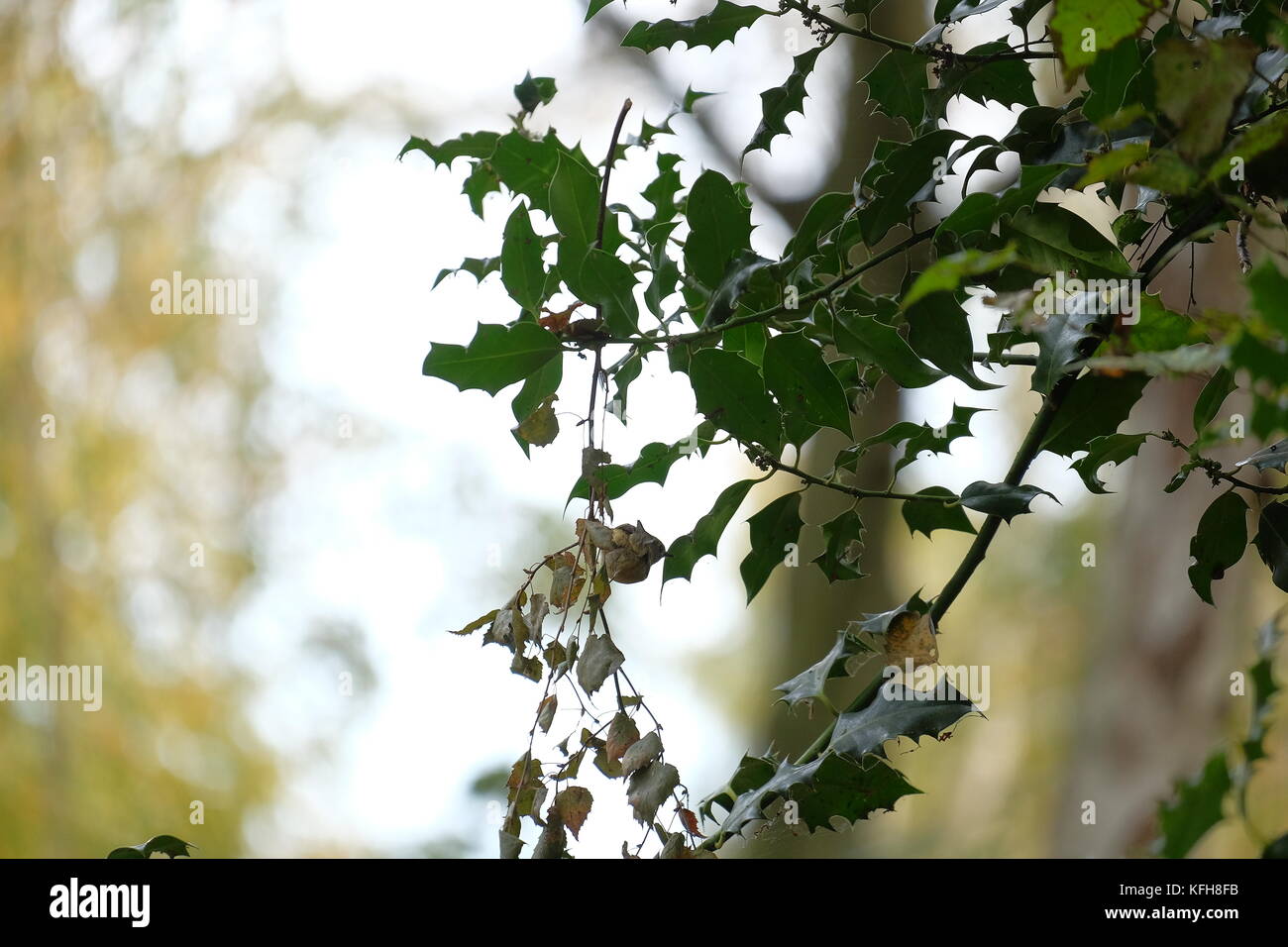 goldcrest woodland bird Stock Photo - Alamy