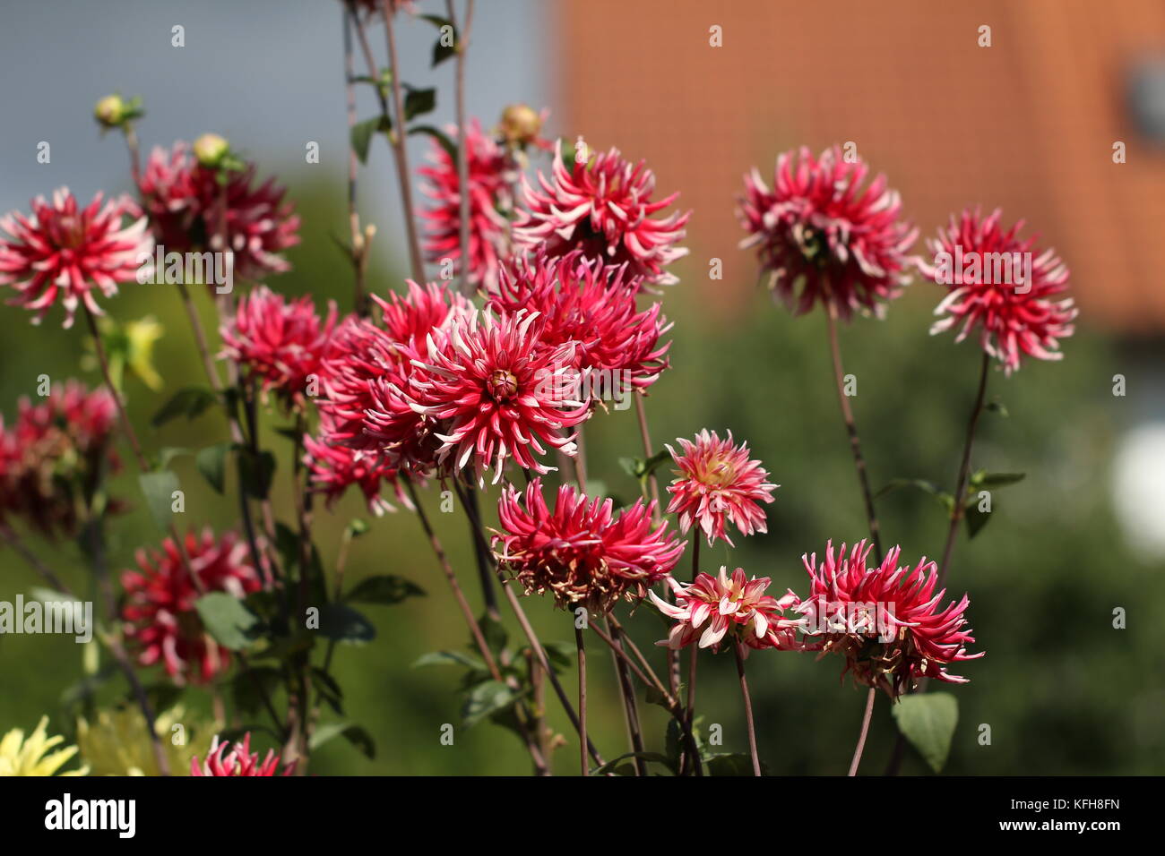 Garden / Dahlia - a very beautiful autumn colors Stock Photo - Alamy