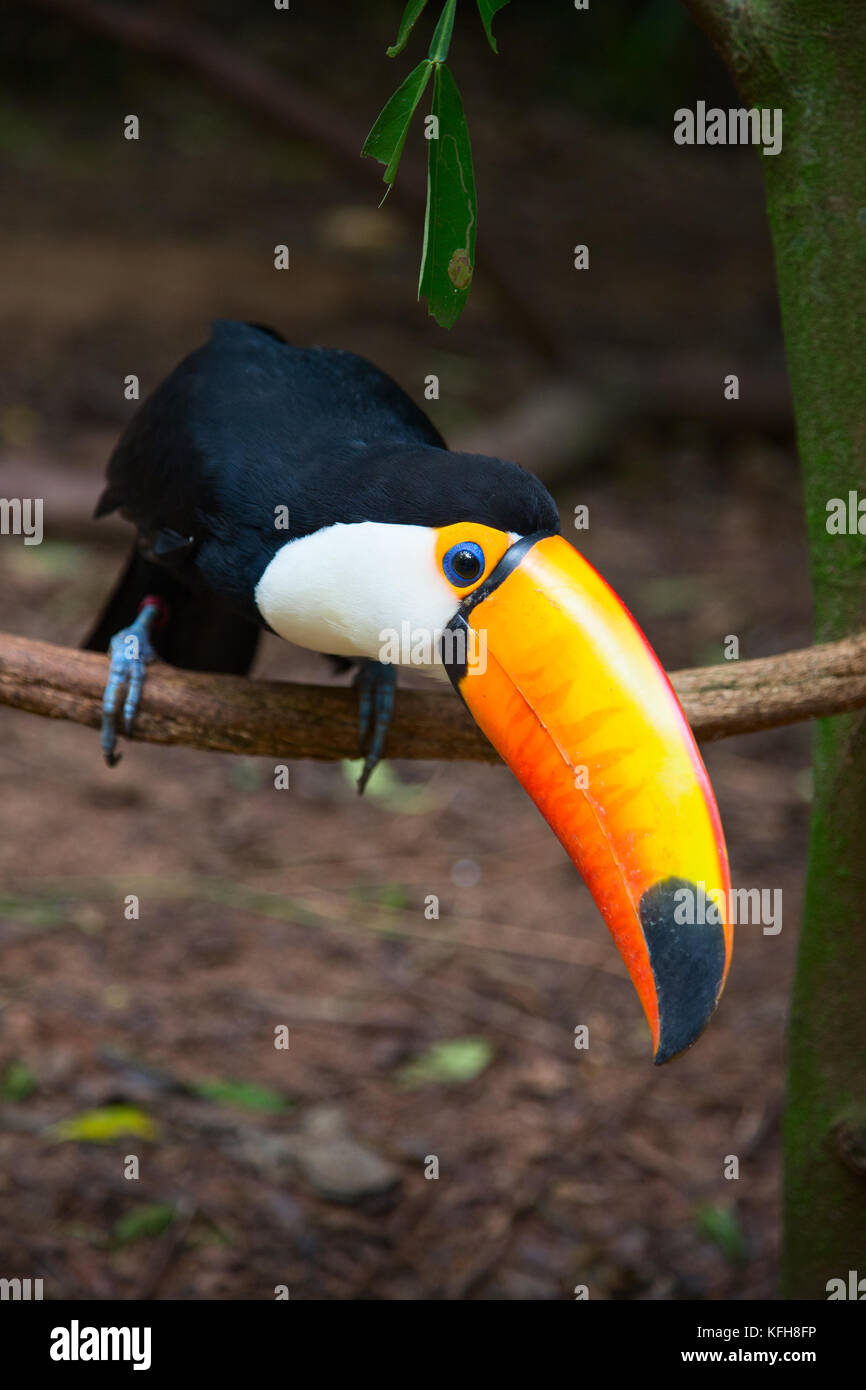 Colorful tucan in the wild Stock Photo - Alamy
