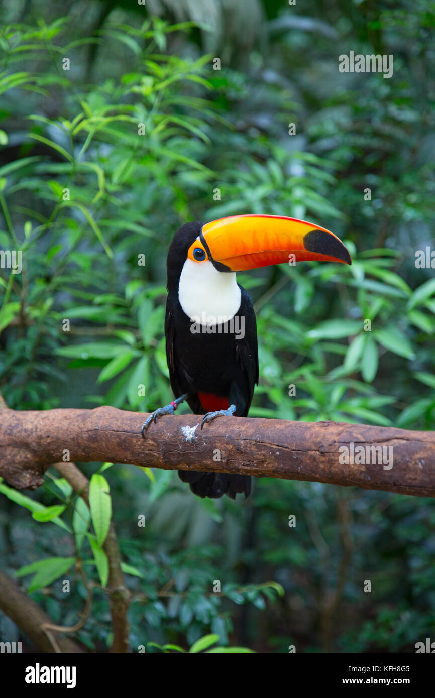 Colorful tucan in the wild Stock Photo - Alamy