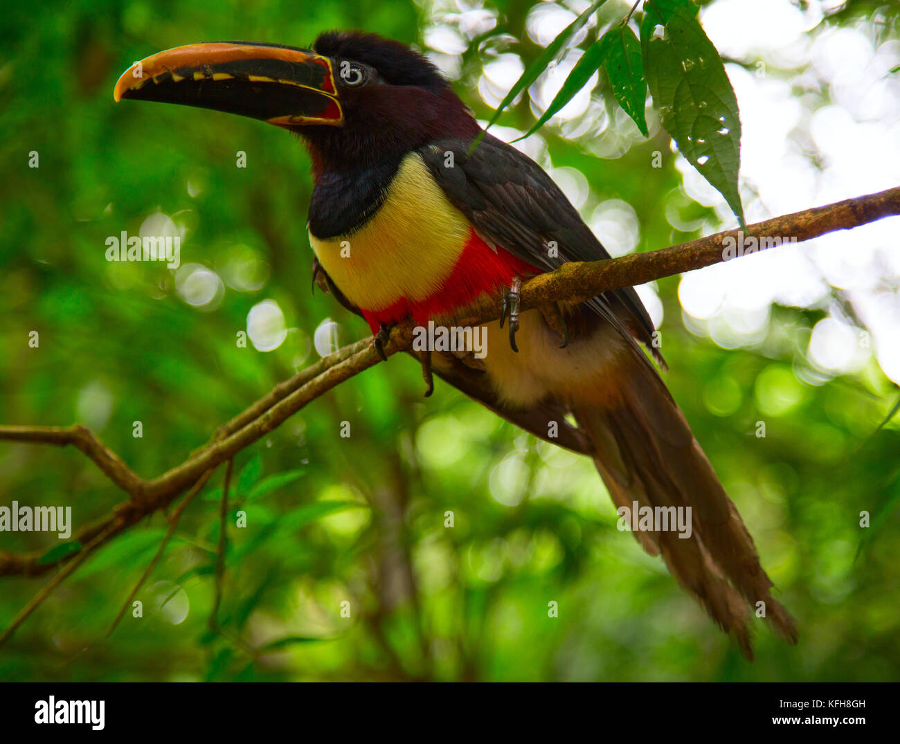 Colorful tucan in the wild Stock Photo - Alamy