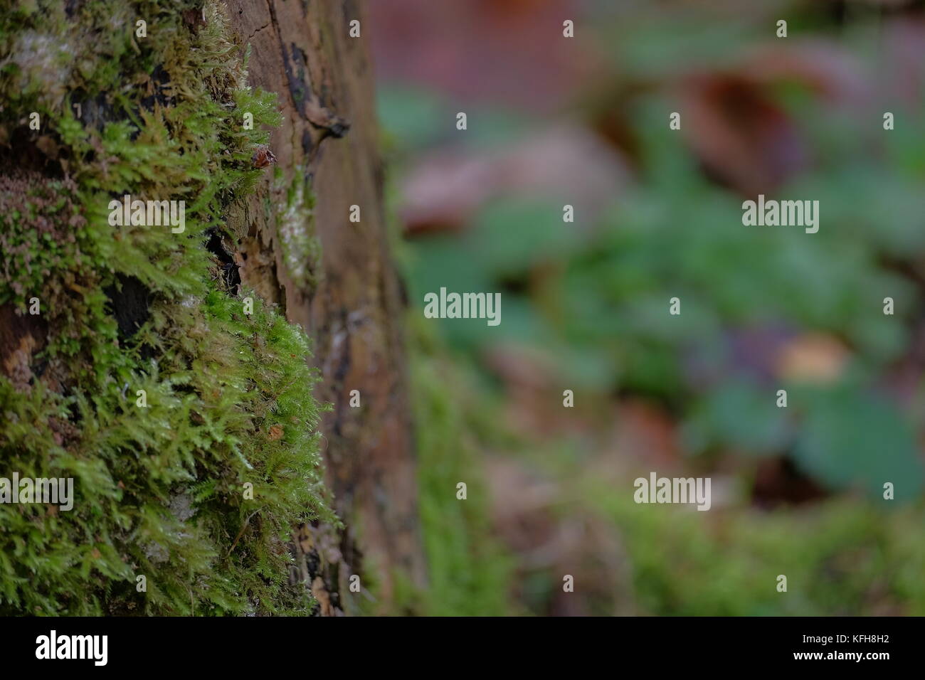 moss on a log Stock Photo - Alamy