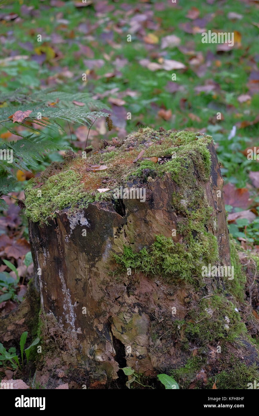 moss growing on a log Stock Photo - Alamy