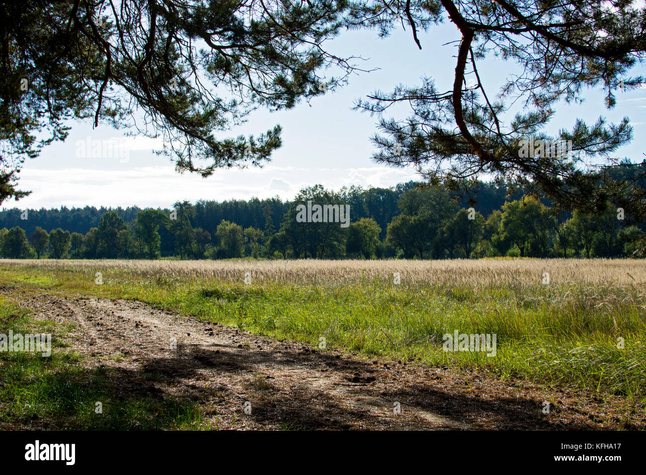 Coniferous forest and meadow under a blue sky with clouds in southern ...