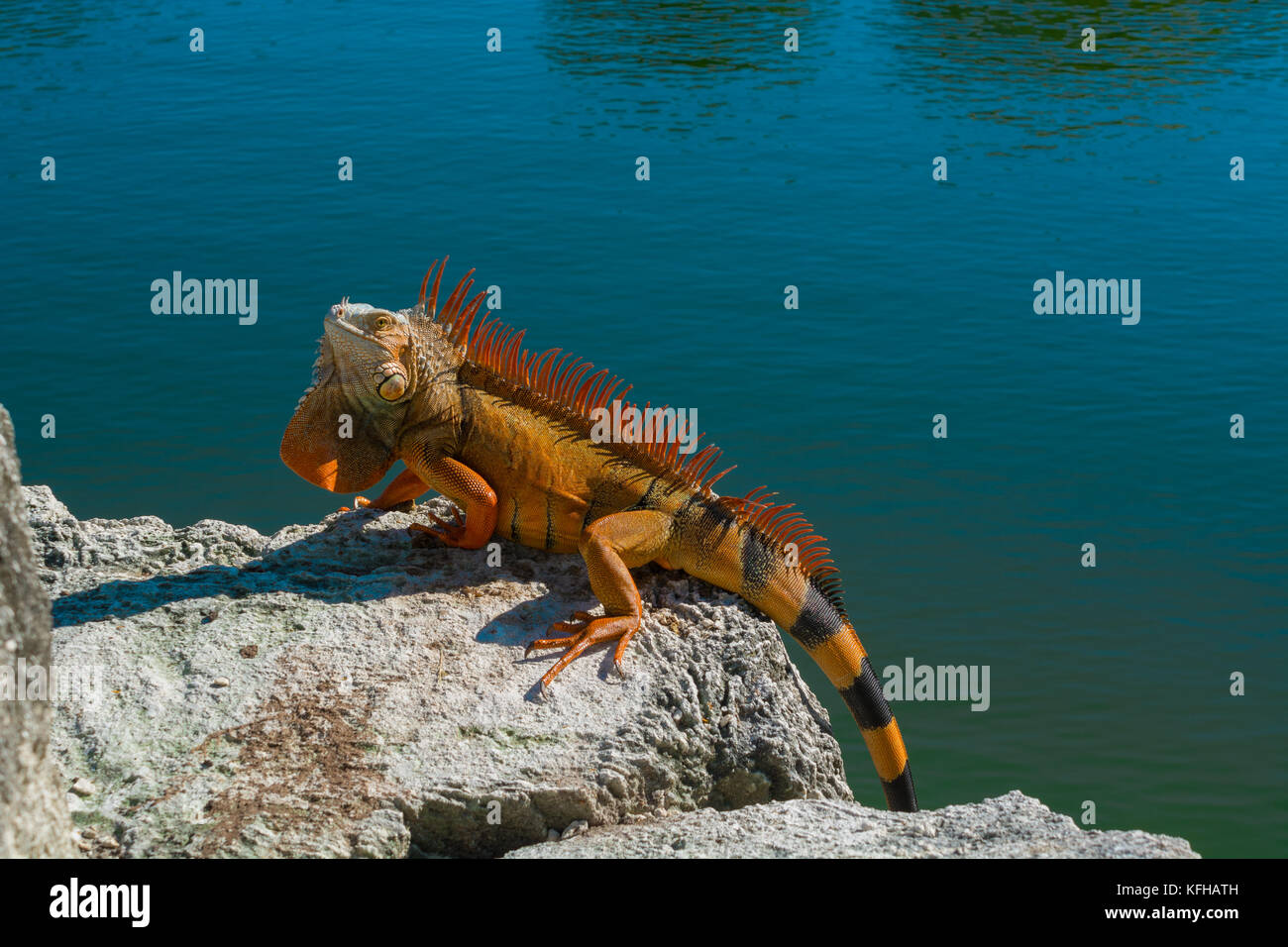 Super Red Iguana photo taken in Key West, Florida Stock Photo - Alamy