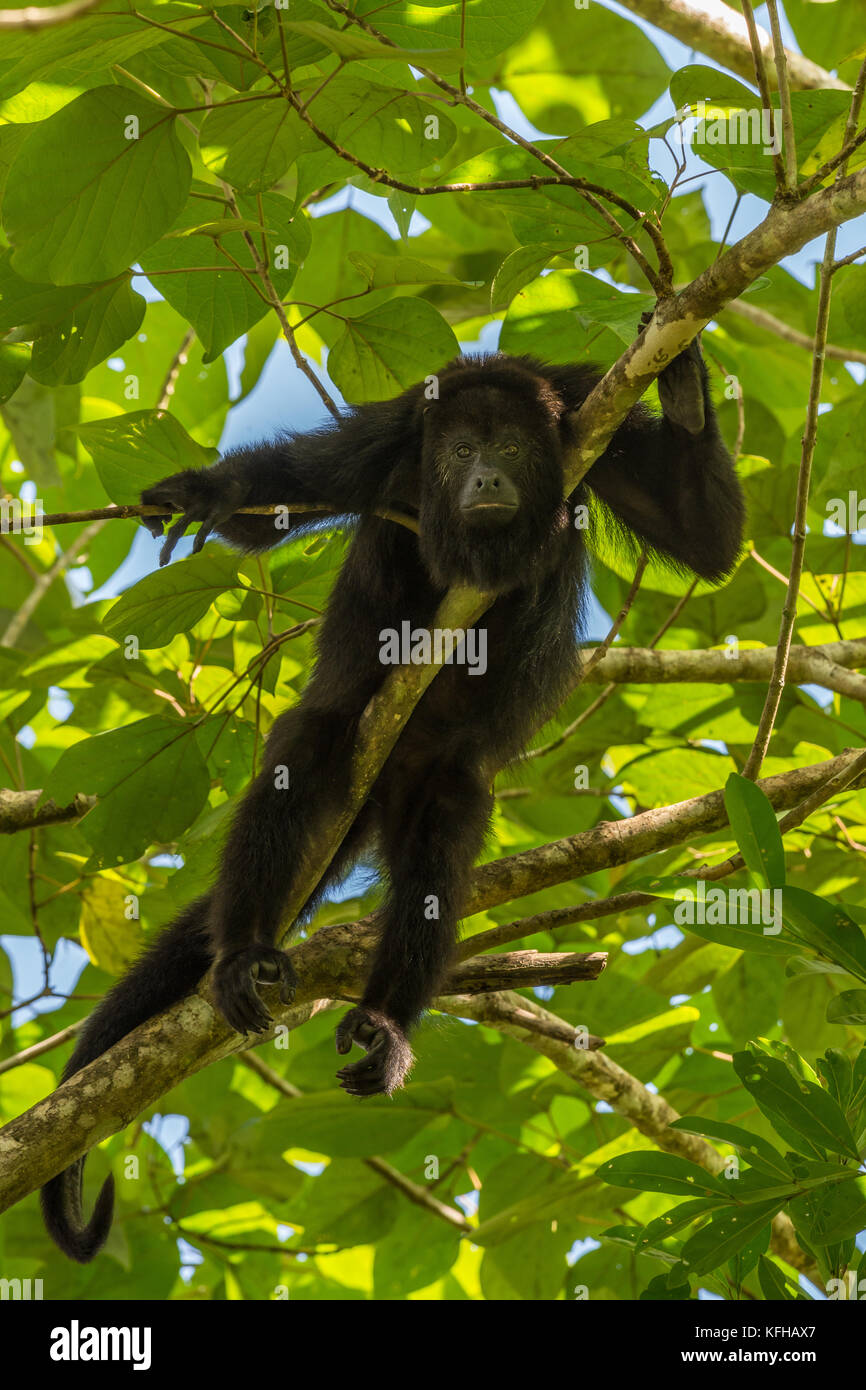 Howling monkey hi-res stock photography and images - Alamy