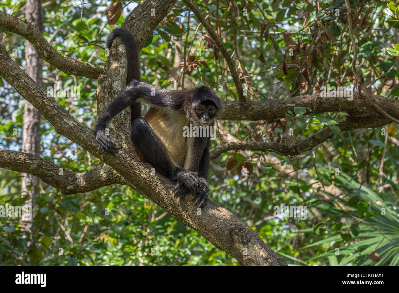 Spider Monkey in the trees of the Belize Rainforest Stock Photo - Alamy