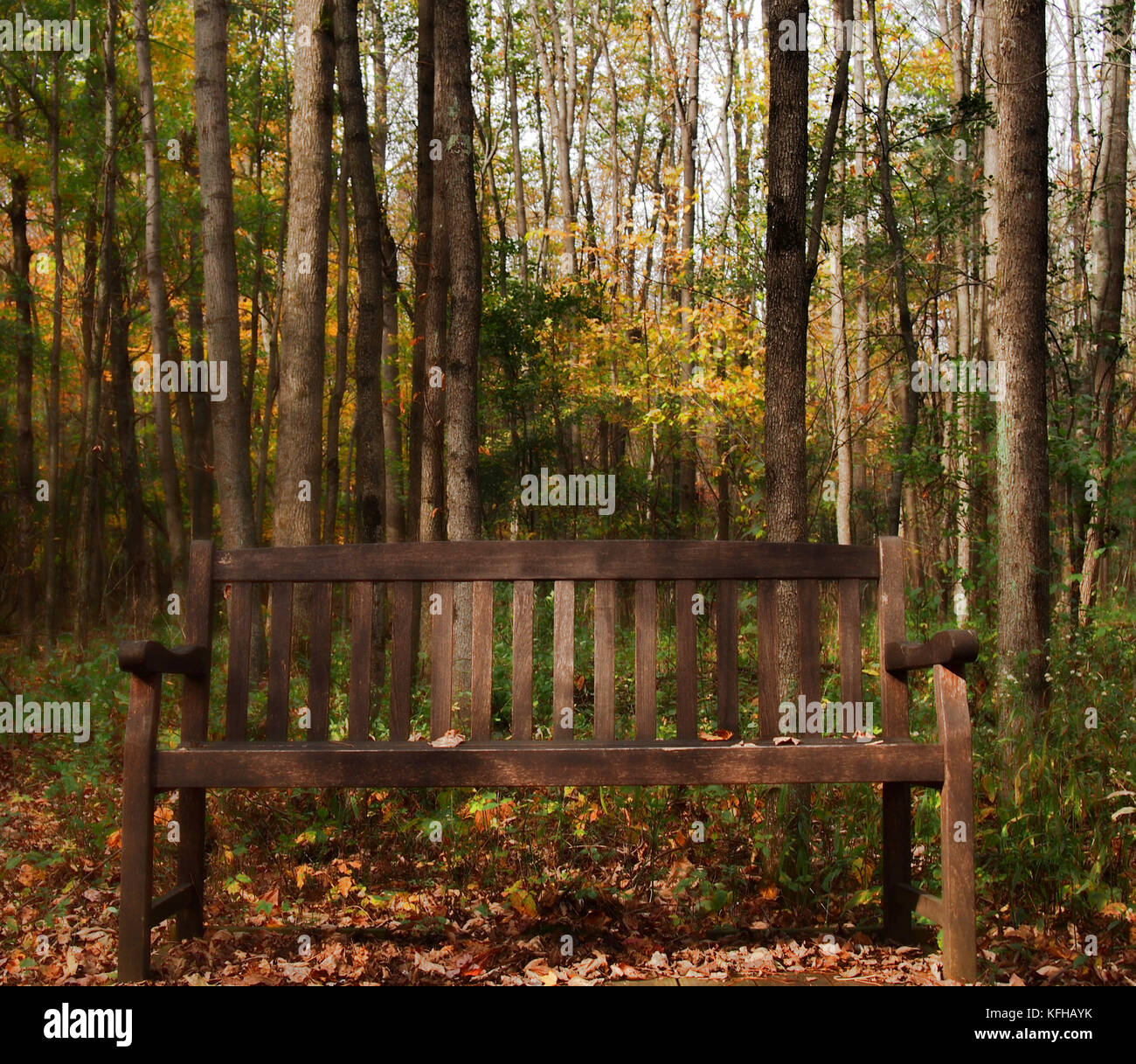 bench in the woods in autumn Stock Photo - Alamy