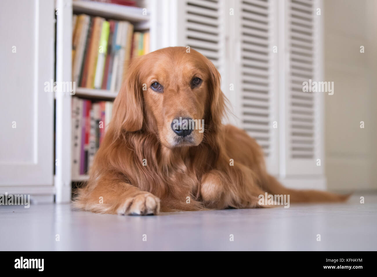 Golden Retriever to lie on the ground Stock Photo - Alamy