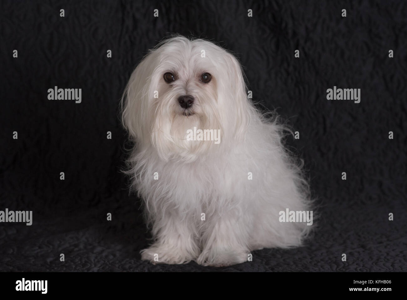 Maltese Dog Stock Photos & Maltese Dog Stock Images - Alamy