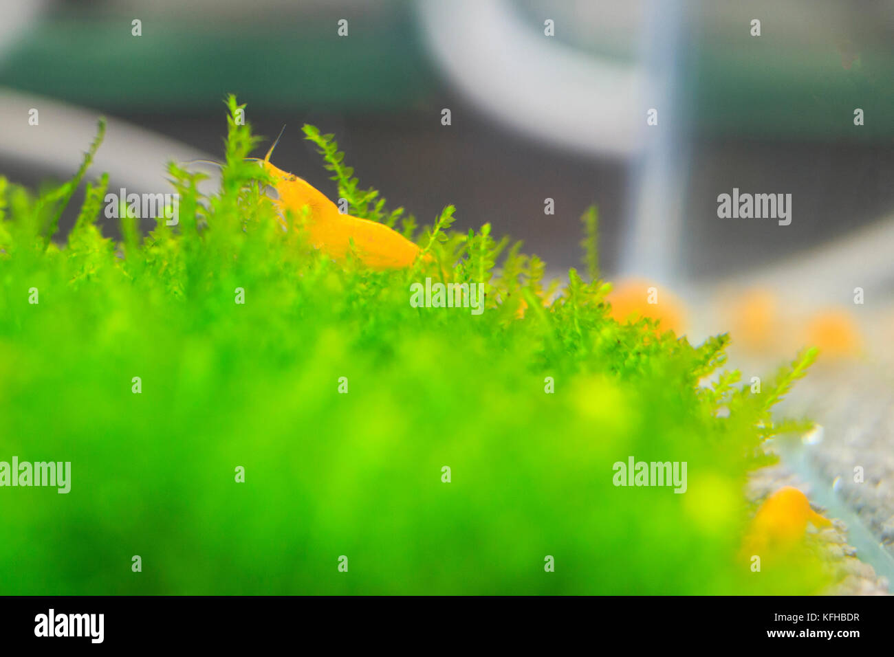 Hawaiian Red Shrimp - Halocaridina Rubra Stock Photo - Alamy