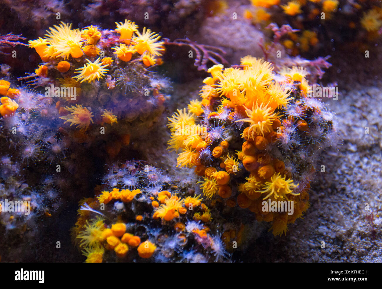 Macro picture of soft coral hi-res stock photography and images - Alamy