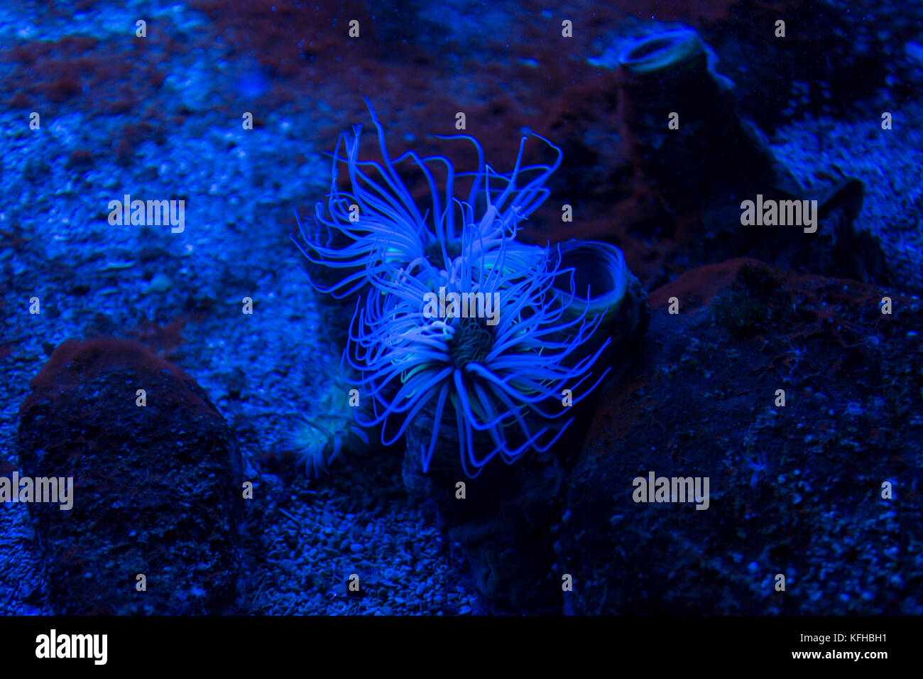 cerianthus under blue light in aquarium Stock Photo - Alamy